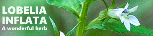 Lobelia Supplement | Lobelia Inflata | Regenerative Nutrition